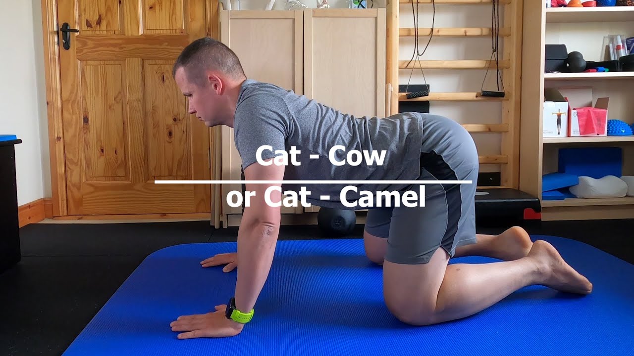 Cat cow (Exercise library) - YouTube