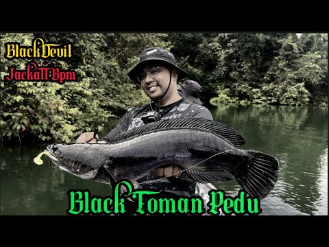 EP19 BLACK TOMAN PEDU NOVEMBER 2022 RANCAK GILA | เหยื่อบ้าไรกัดดีเกิน ...