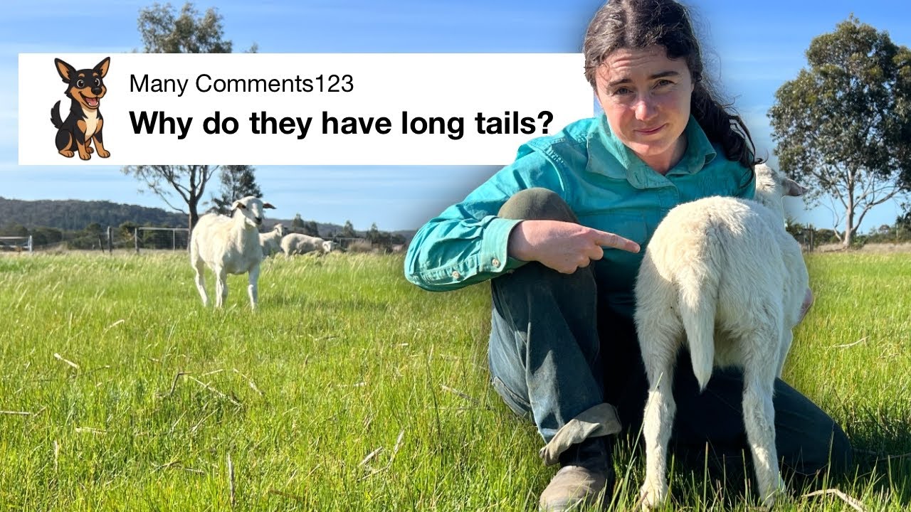 The Most Controversial Tail on the Internet - YouTube
