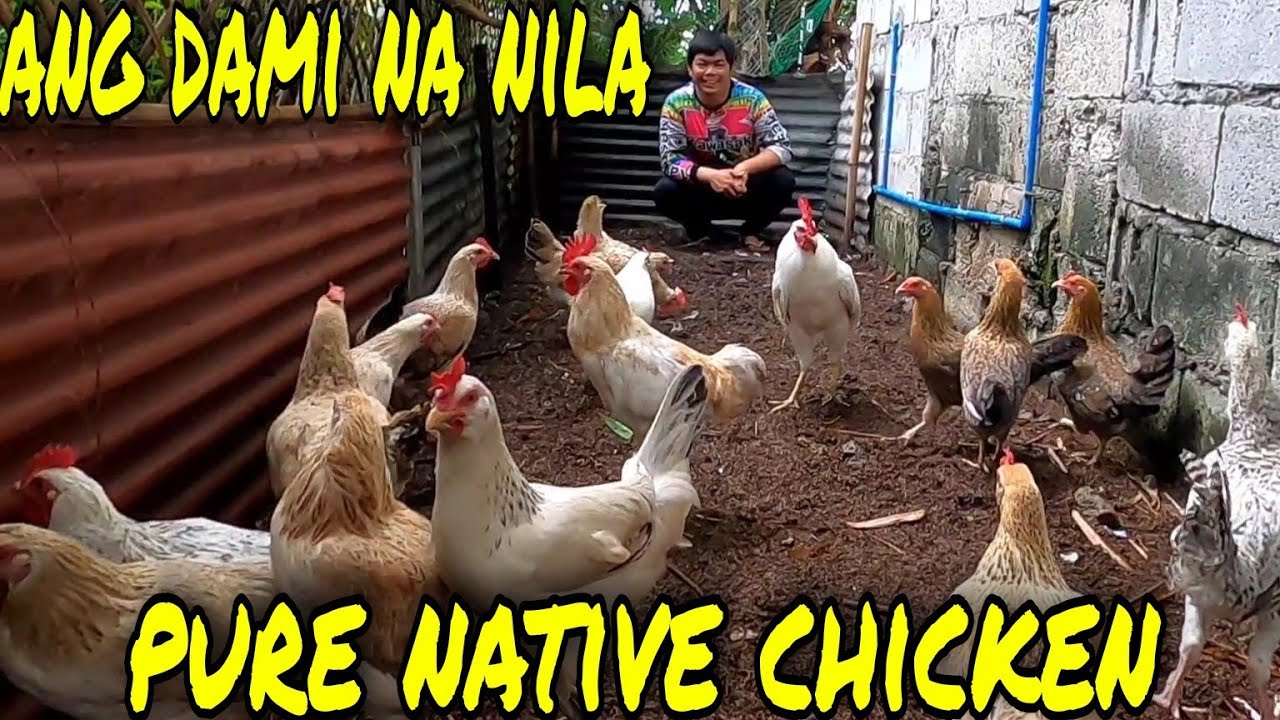 dumating na Ang order na native chicken + ang bilis lumaki ng mga bibe ...