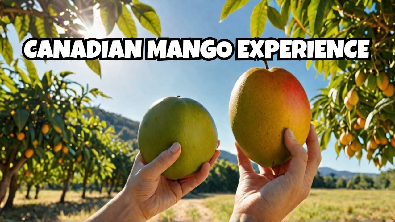 Eating Ripe Mango in Canada 🇨🇦 #canada #chezkaincanadavlog - YouTube