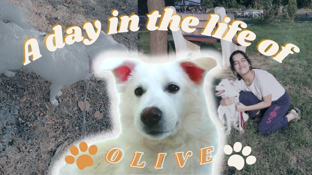 A Day in the life of Olive!! (Playing, sleeping and a lot of fun) - YouTube