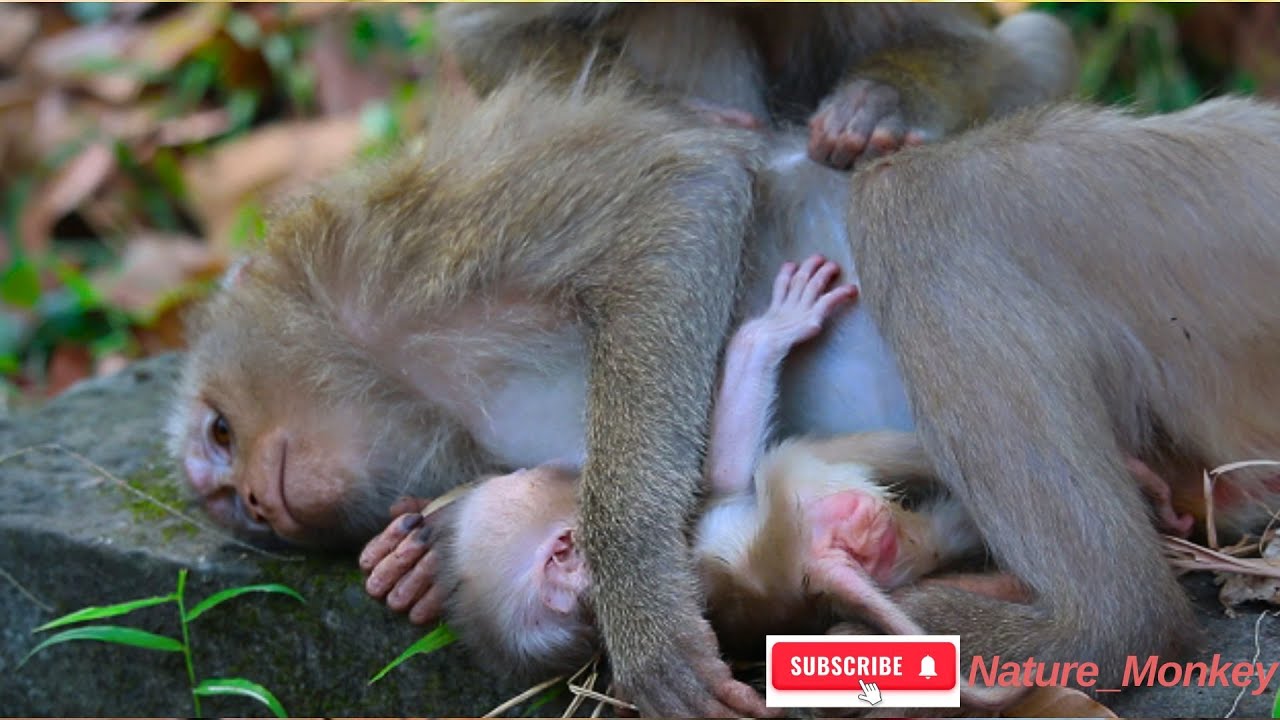 The mother monkey hugged her baby, but it was so poisonous that it ...
