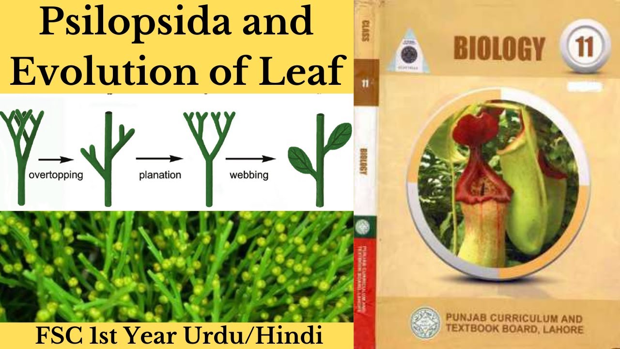 Psilopsida and Evolution of Leaf FSC1st Year || Psilopsida and ...