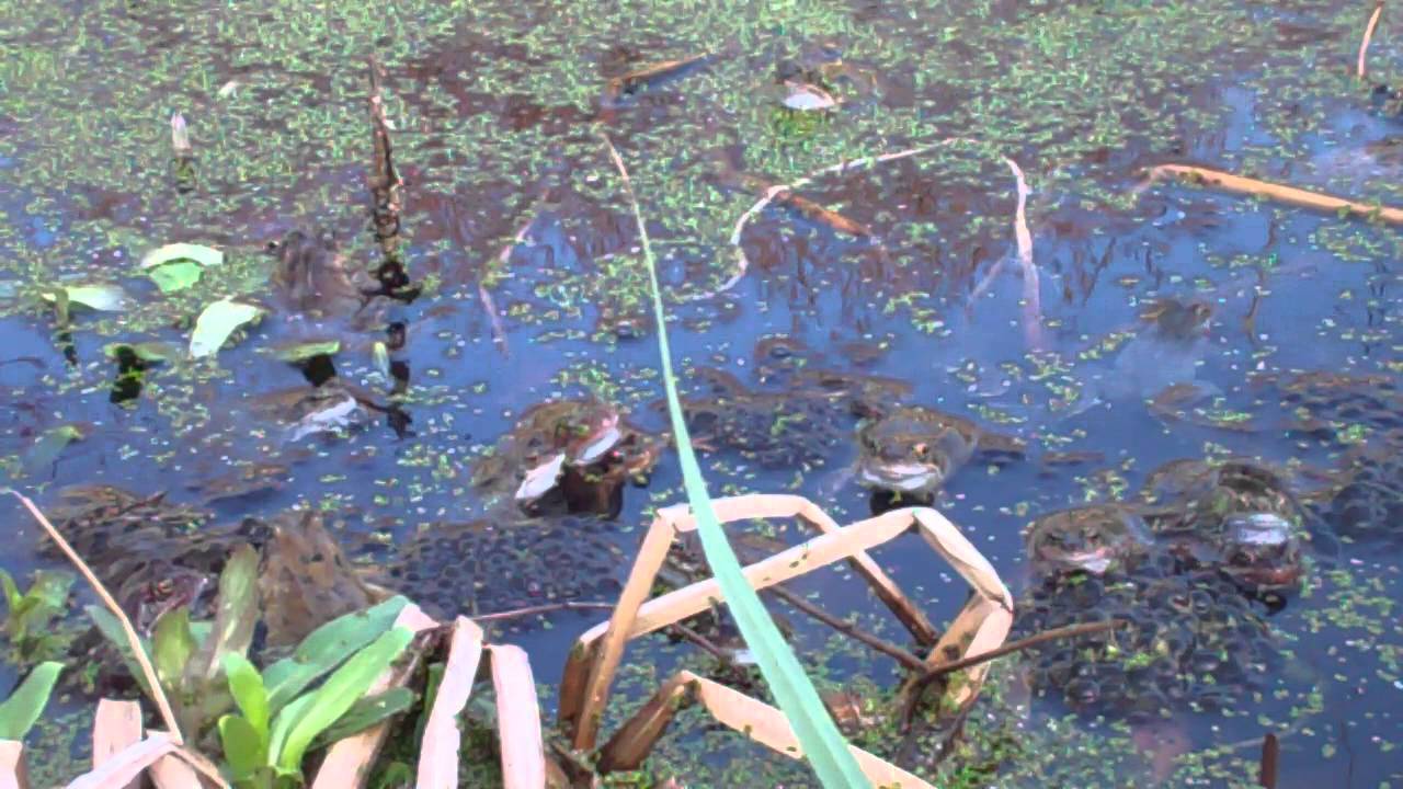 Spring Frogs at Kentish Town City Farm.MP4 - YouTube