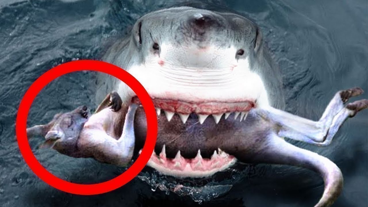 10 Weird Things Found Inside Sharks - What the shark! - YouTube