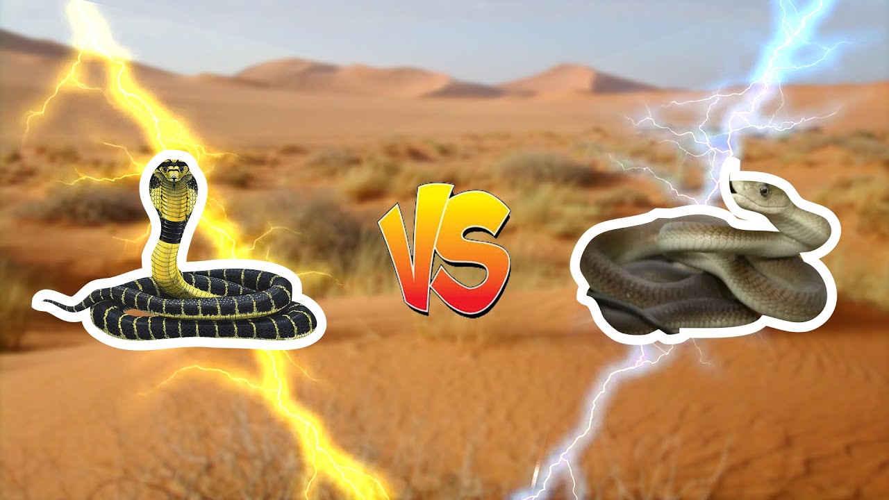 Deadly Showdown: King Cobra vs Black Mamba - Unraveling the Mystery Behind the Ultimate Clash ...