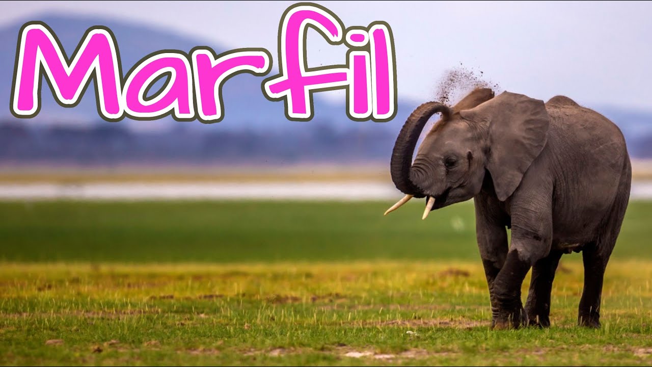 Cómo se produce el MARFIL - YouTube