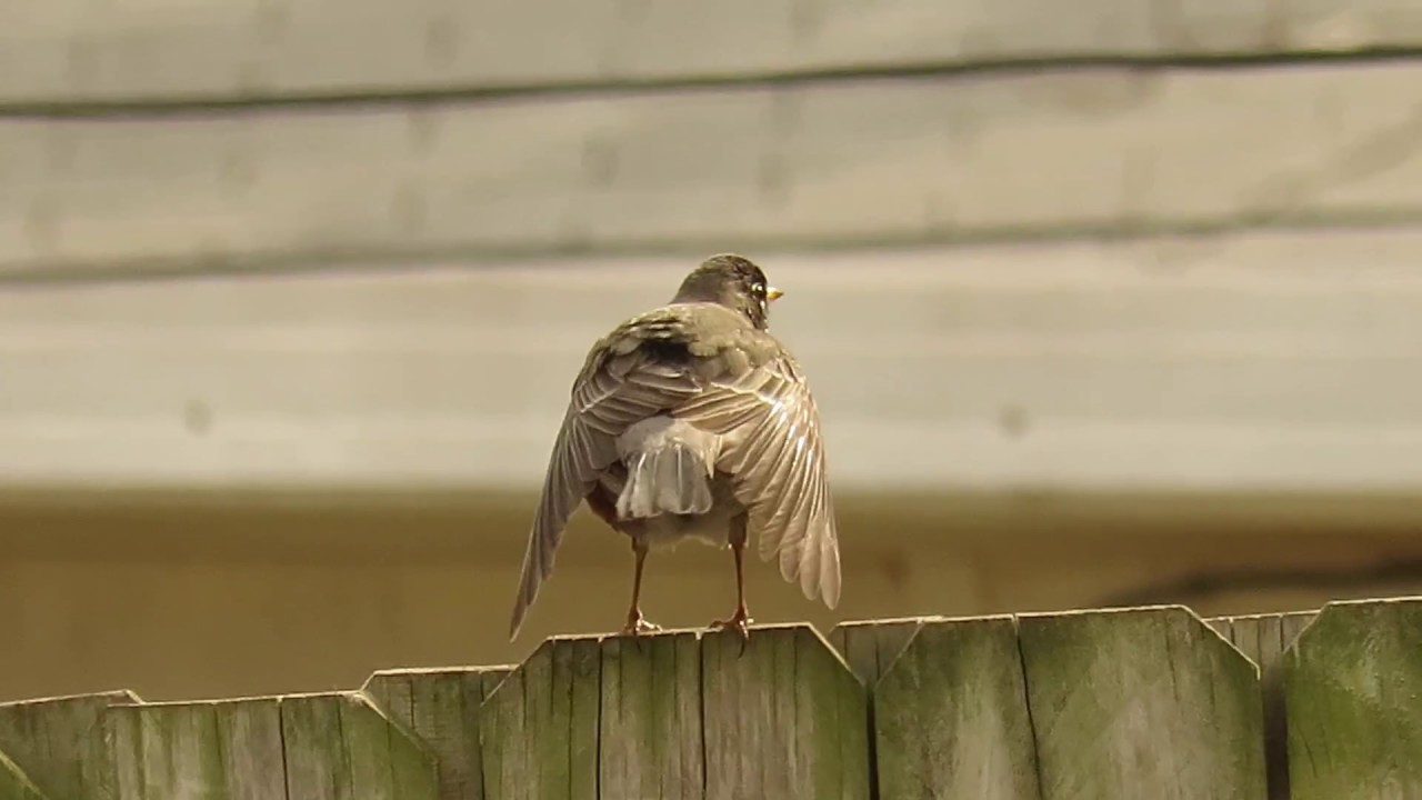 Red Robin is fluffing up his feathers ! - YouTube