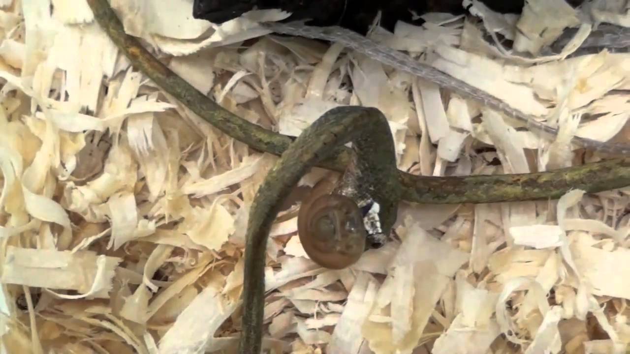 Blunt headed slug snake - YouTube