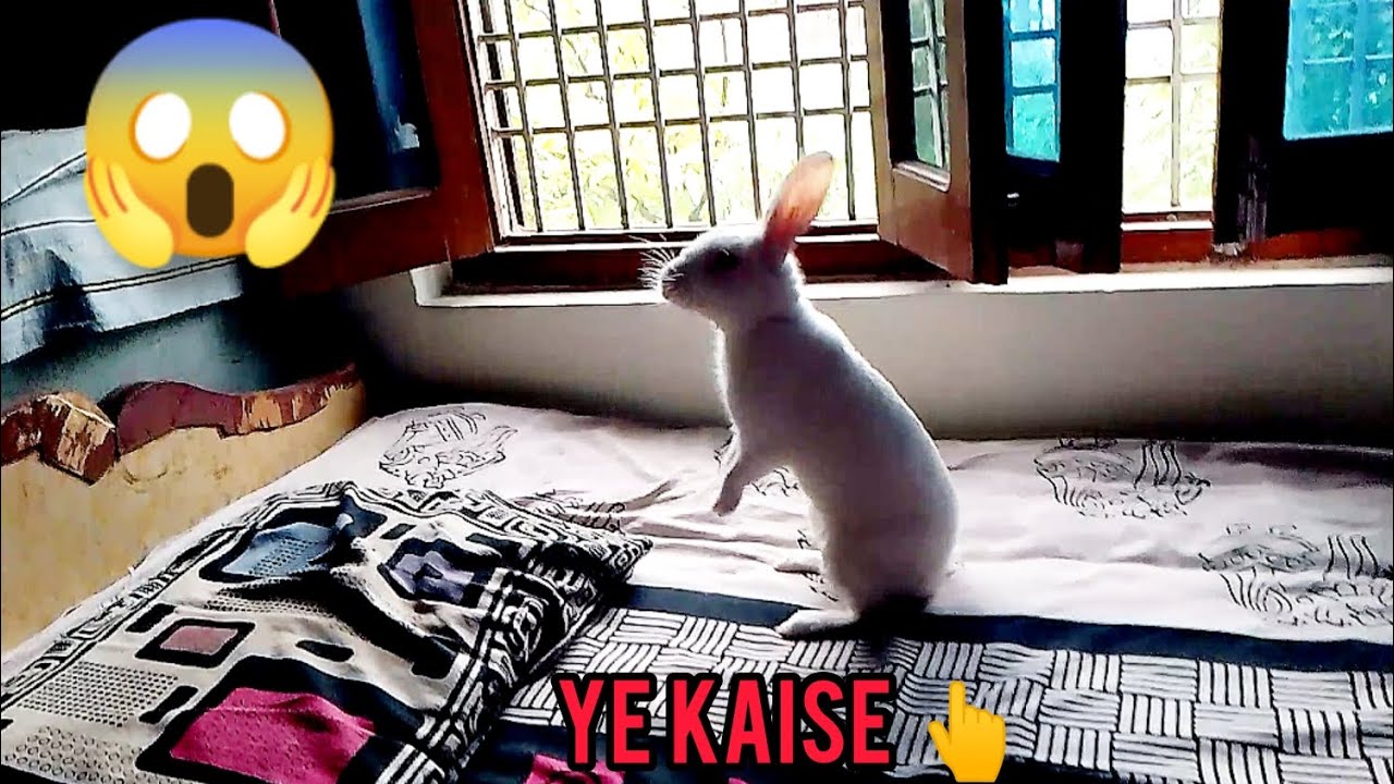 cute rabbit new WhatsApp status 😍 - YouTube