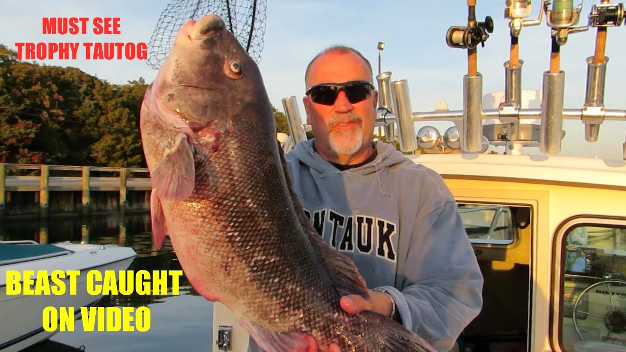 14+ BLACKFISH / TAUTOG MONSTER CAUGHT ON TAPE and HOW WE CAUGHT IT ...