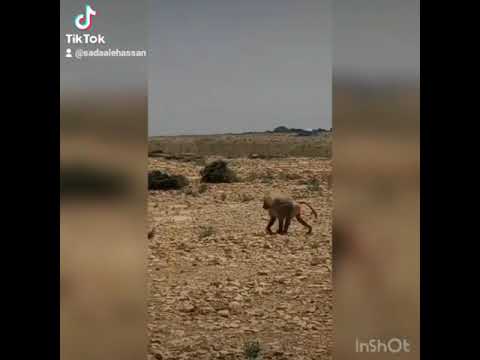 xarago danyeer baaleh - YouTube