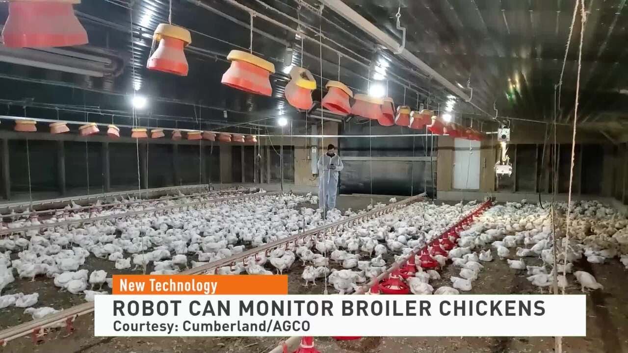 Poultry Robots Monitor Broiler Chickens - YouTube
