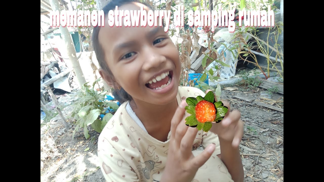 MEMANEN STRAWBERRY DI SAMPING RUMAH - YouTube
