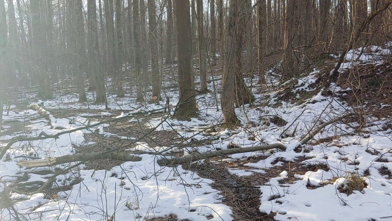 Tree Knocks? - YouTube