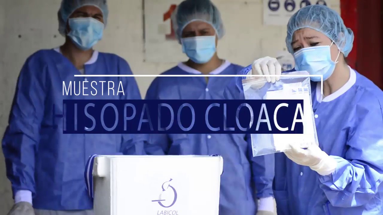 Hisopado cloacal - YouTube