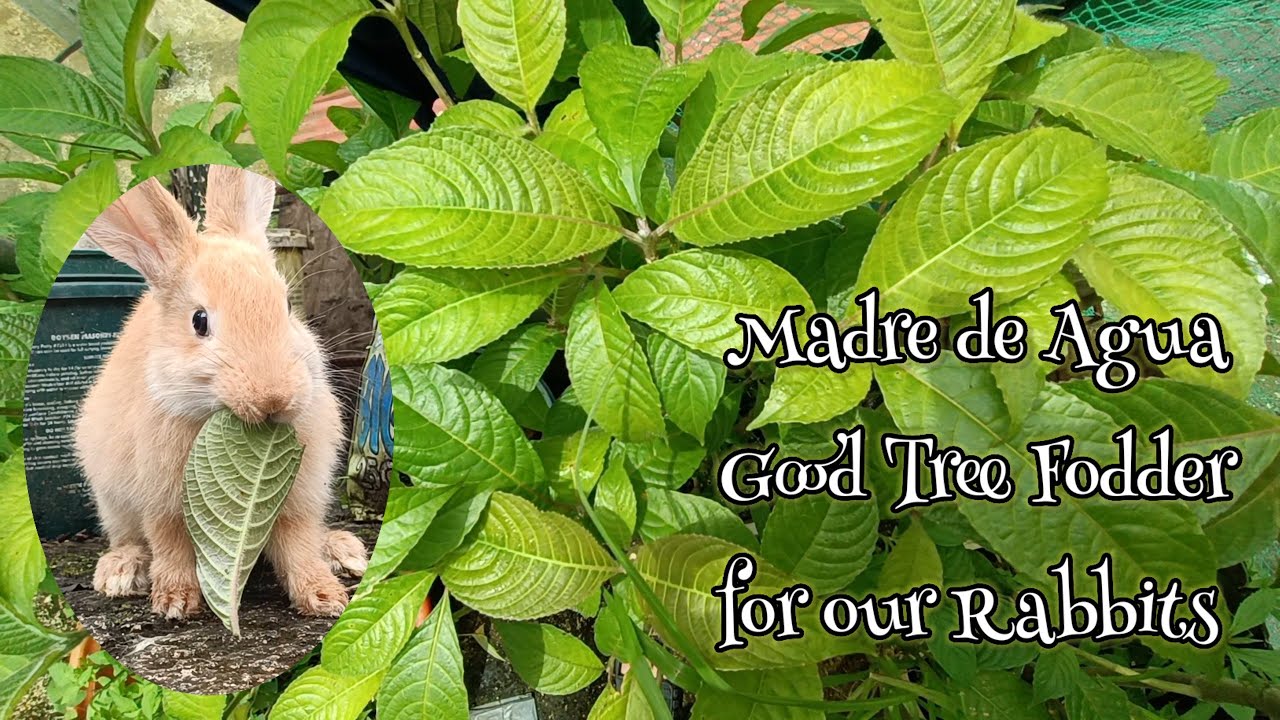 Madre de Agua/ Trichanthera Gigantea - Good Tree Fodder for our Rabbits ...