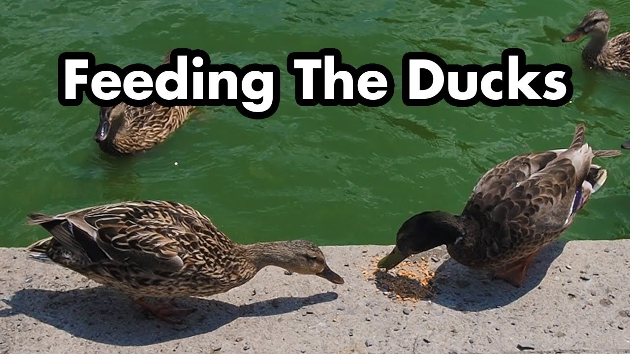 Feeding A Swarm Of Mallard Ducks At The Duck Pond - Feeding Frenzy and ...