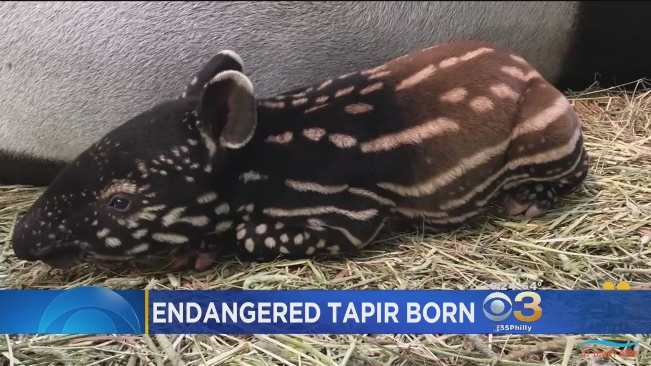 Endangered Tapir Born At Florida Zoo - YouTube