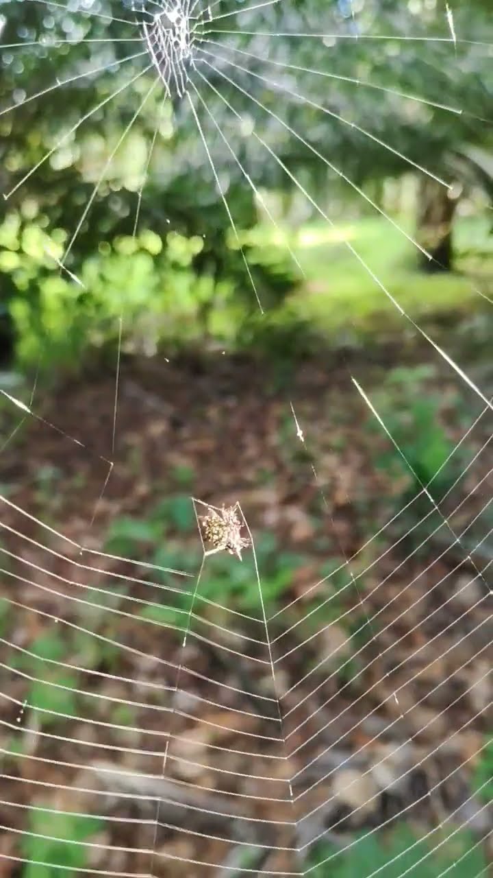 Spider Spinning Its Web Step By Step Youtube