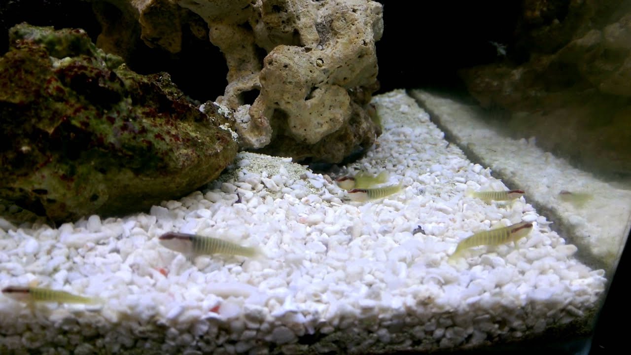 Green Banded Gobies - YouTube