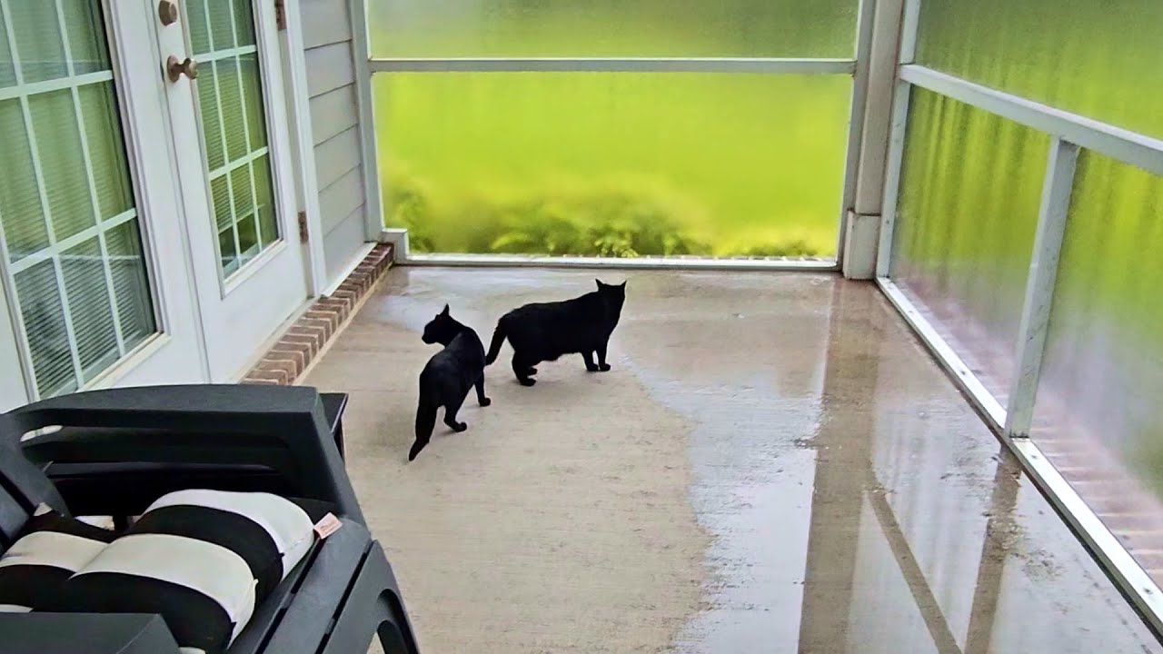 Cats experience Tropical Storm Debby - YouTube