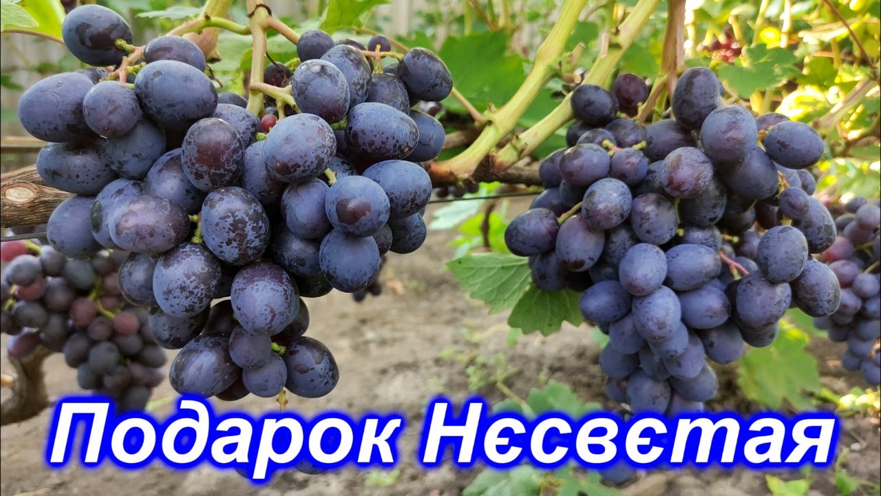 Подарок Нєсвєтая 2023 - YouTube