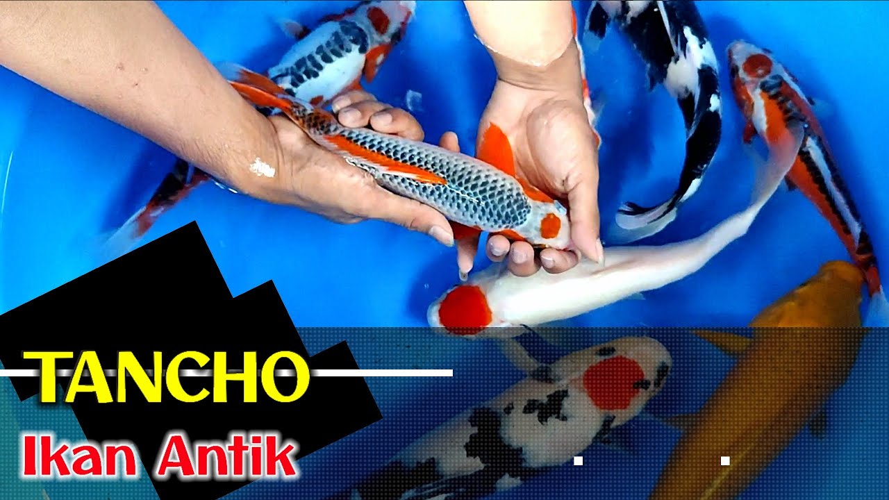 ‼️LIMITED‼️Update Stok ikan antik, Tancho asaghi & Tancho Shusui - YouTube
