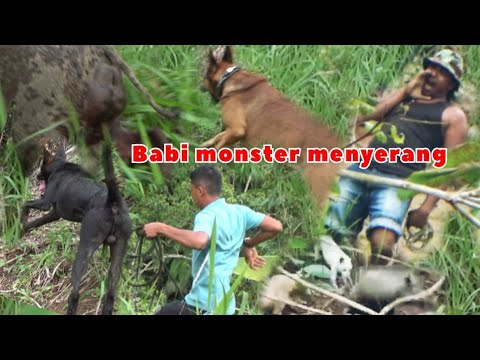 GILA BABI MONSTER NYARIS MELINDAS KAMERAMEN PATALANGAN BASOSOH - YouTube