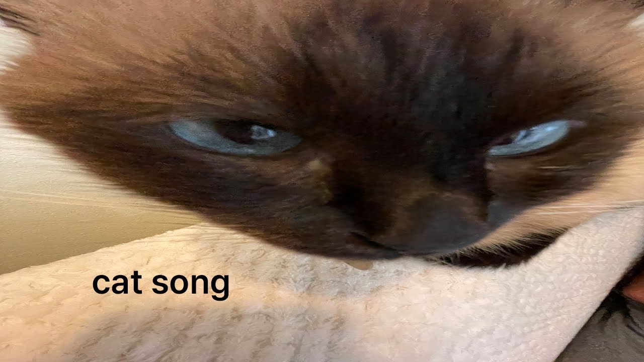 cat song - YouTube
