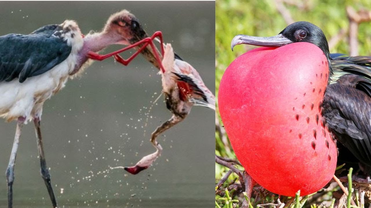 30 Strange Birds You Won't Believe Exist! - YouTube