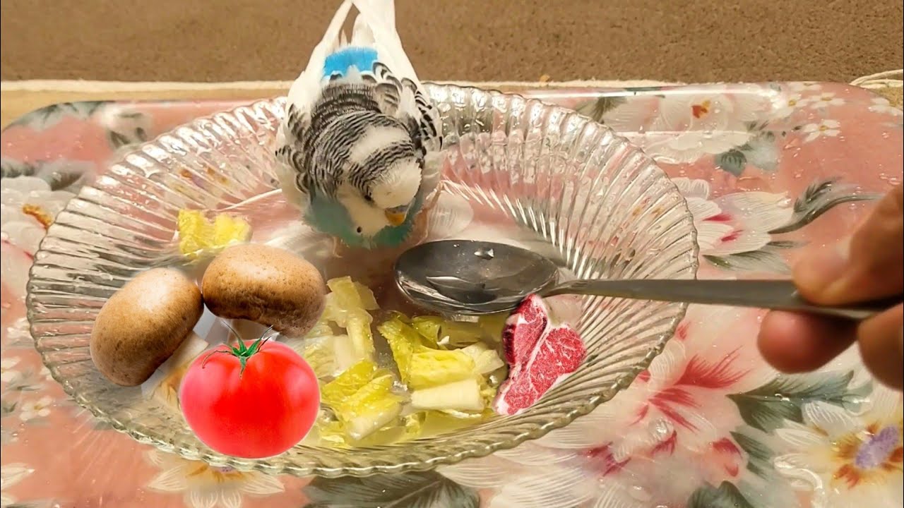 Cooking Bird Soup Fun 😅 | Budgie Bath - YouTube
