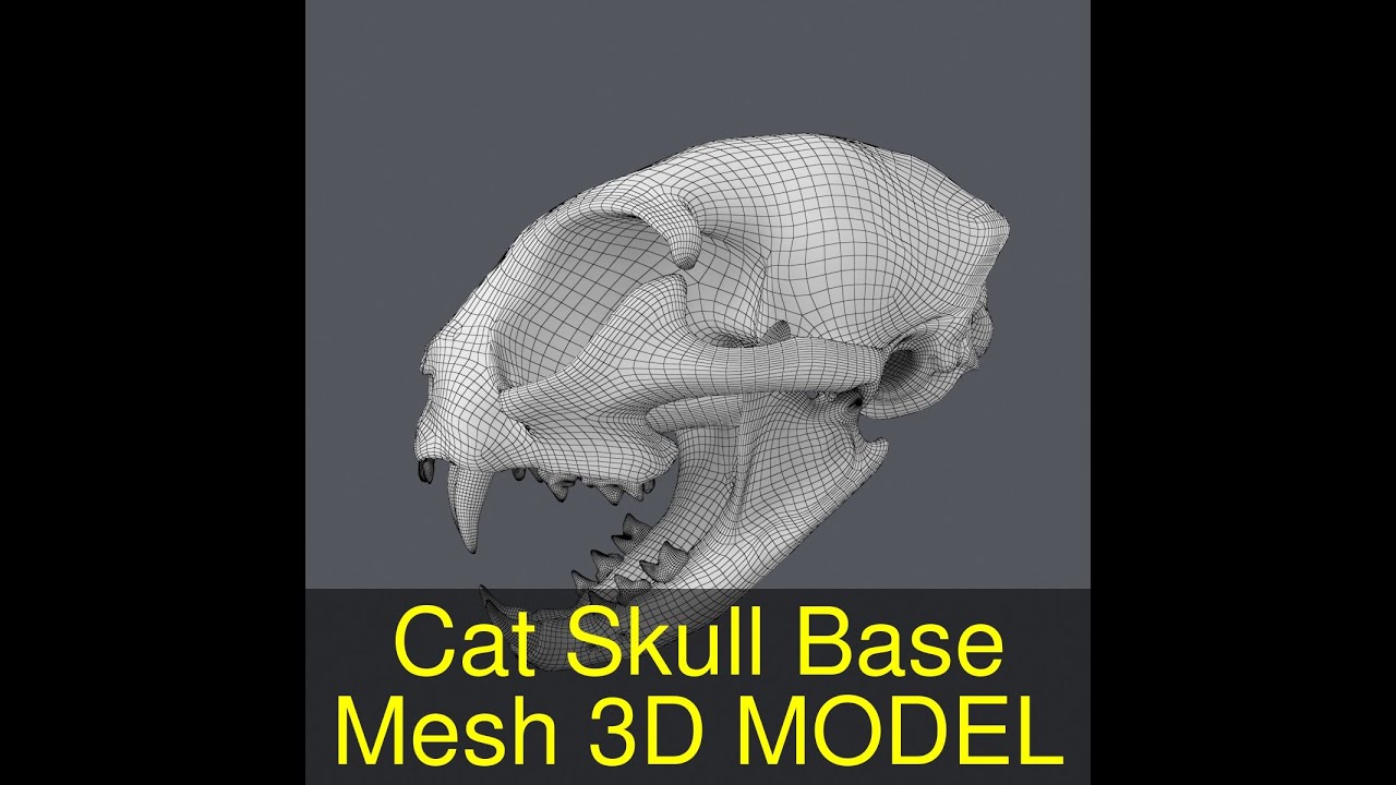 3D Model of Cat Skull Base Mesh Review - YouTube