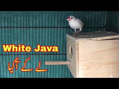 White Java Agai | Java Setup | Java birds | Java Pair | Java - YouTube