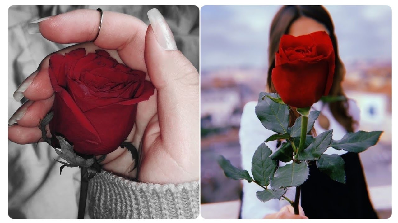 Beautiful Rose Dpz For Red Rose Lovers - YouTube