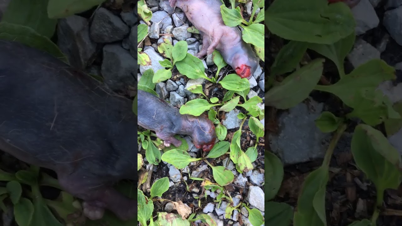 Baby Rabbits died right in front of me 😔😔😔 - YouTube