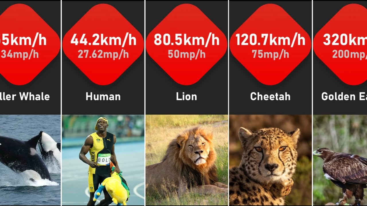 50 Fastest Animals on Planet | Cheetah, Lion, Human, Tiger, Horse, Bird ...