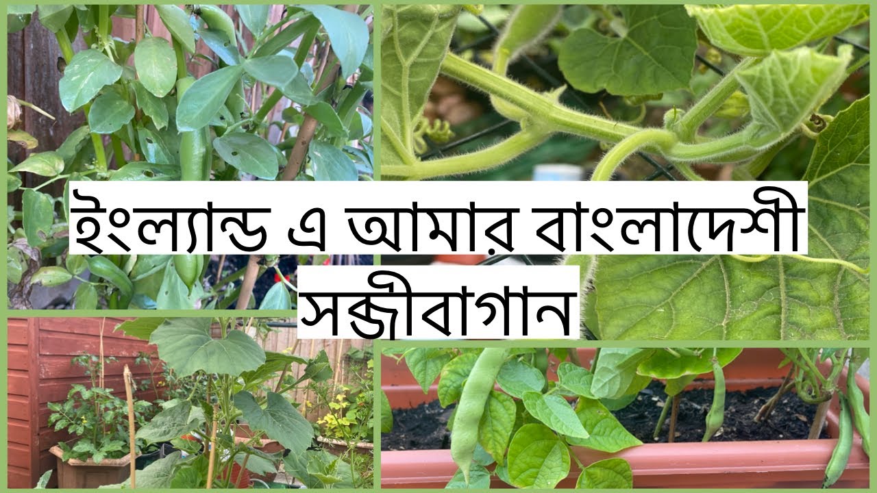 Different types of Bangladeshi vegetables in my garden shokher bagan ...