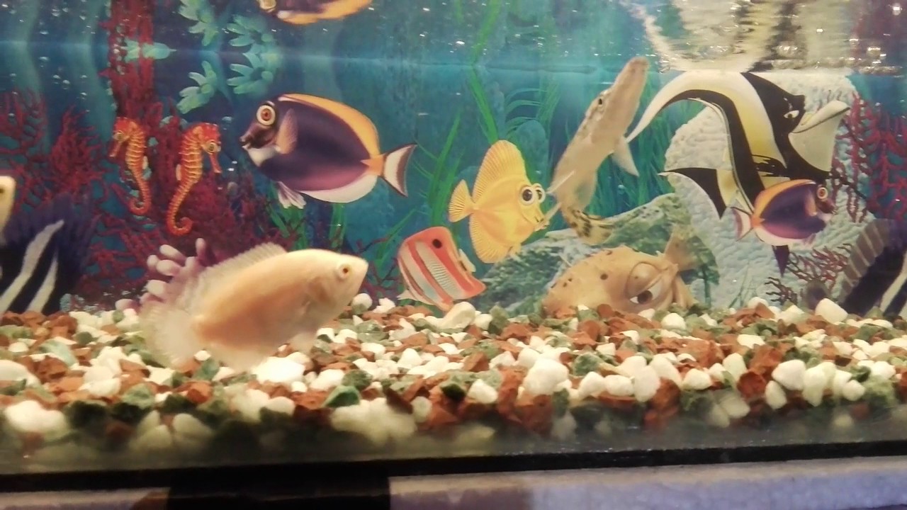 Baby fish tank.... alligator gar, albino and tiger oscar, shark ...