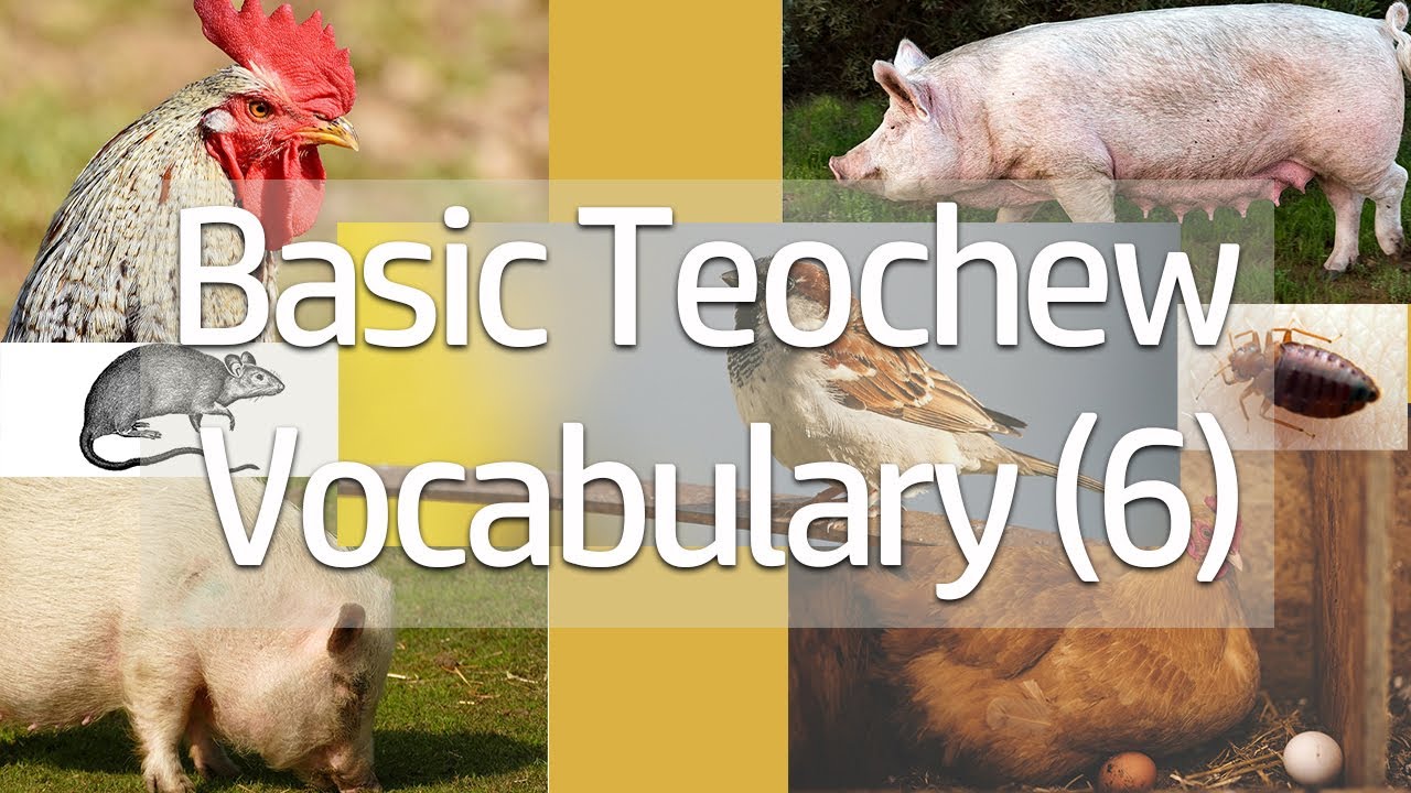 Basic Teochew Vocabulary (6) 潮州話常用詞彙 (六) - YouTube