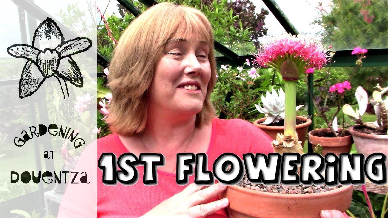 1st Flowering of Rare SA Bulb, Boophone disticha - YouTube