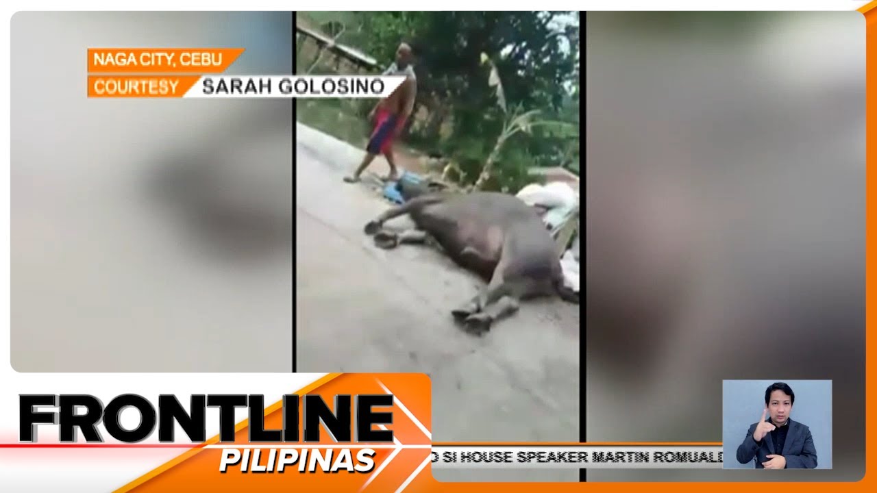 Kalabaw na tinurukan ng pampapurga, vitamins, patay | Frontline ...