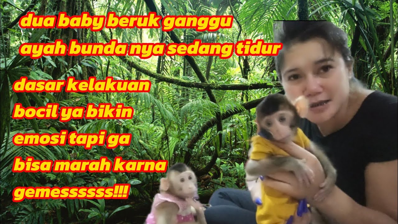 Baby beruk main main sama ayah bunda sebelum tidur bikin gemes!!! - YouTube