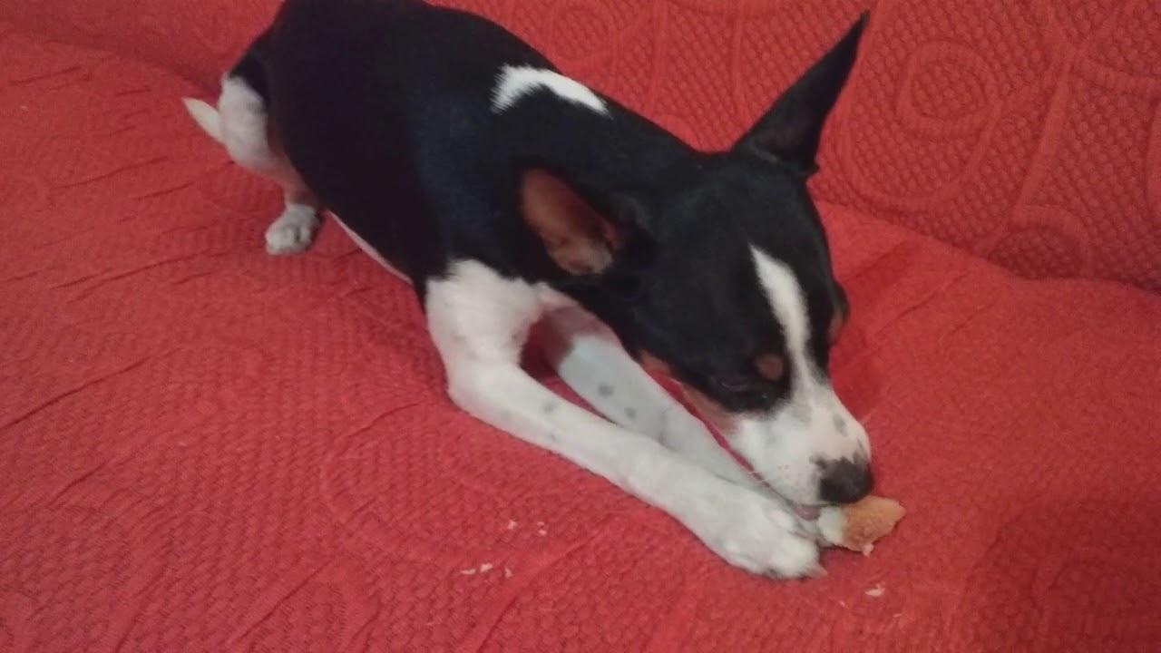 Il mio Ruby 😉😉 - YouTube