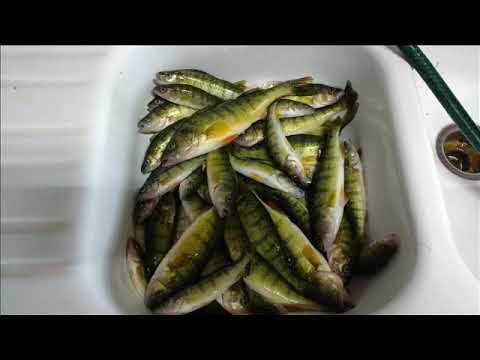 Perch fishing Maxinkuckee Lake, Indiana - YouTube