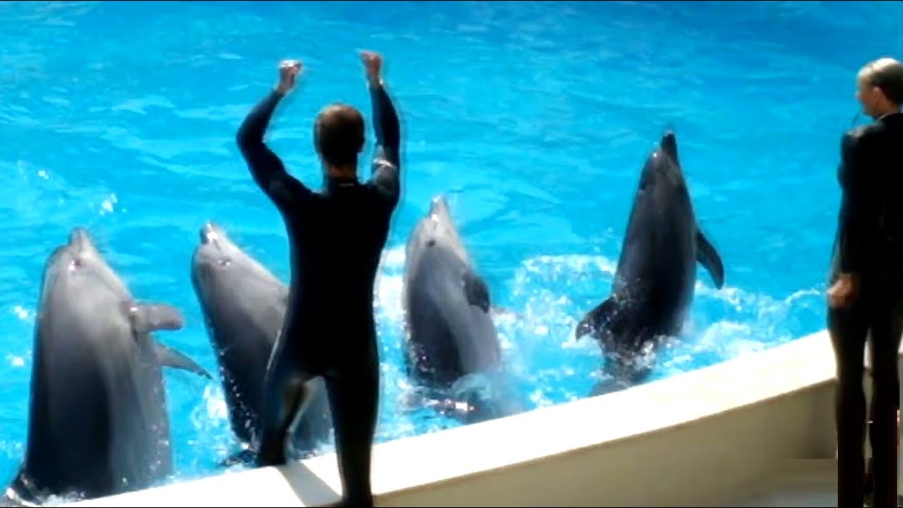 Circus. Performance. Dolphin Show !!! Dolphins can sing !!! - YouTube