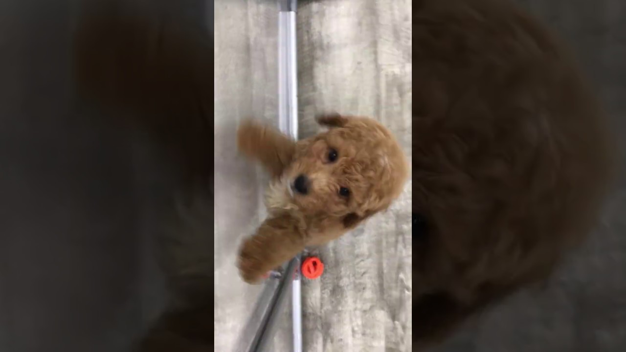 Mini Poodle Boy - YouTube