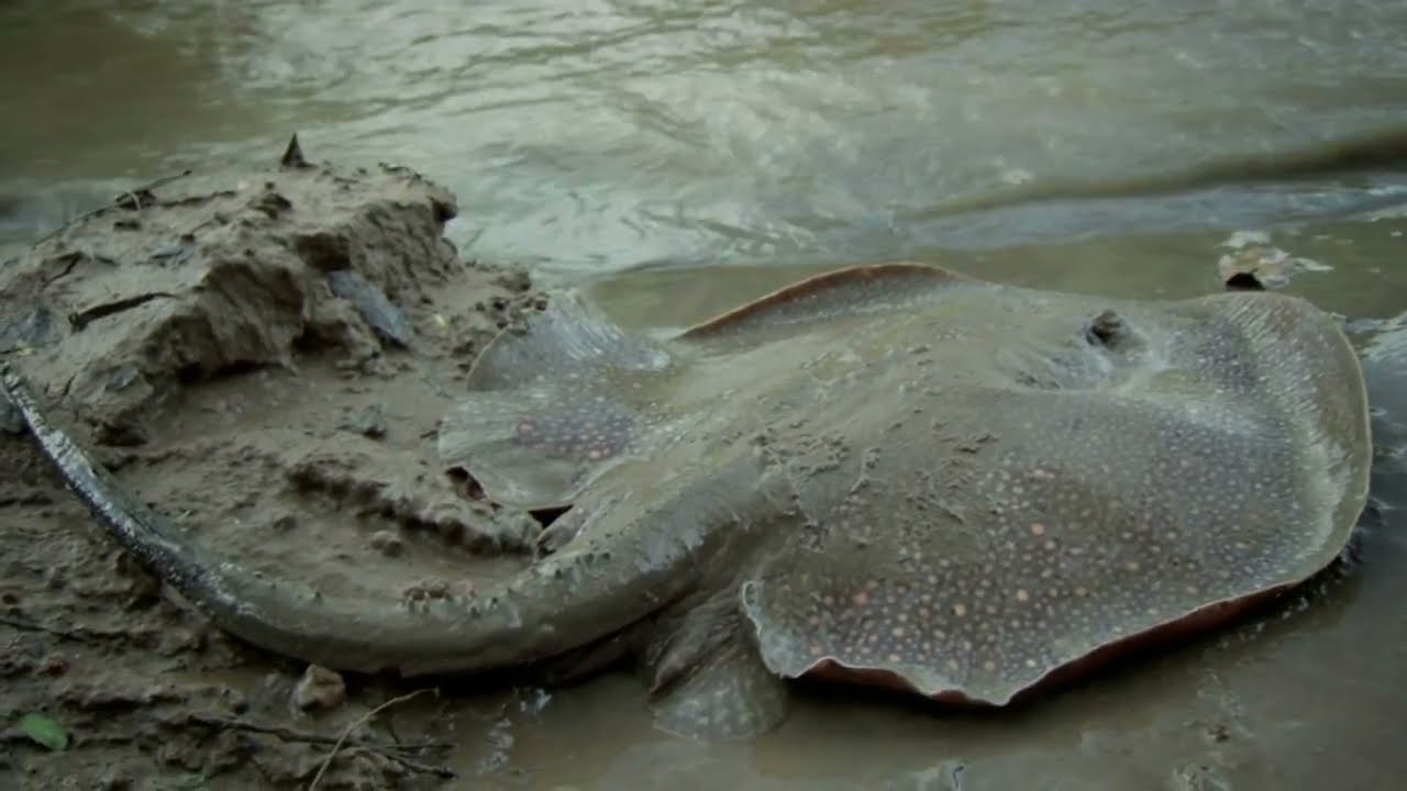 Catching a Freshwater Stingray in South America - YouTube
