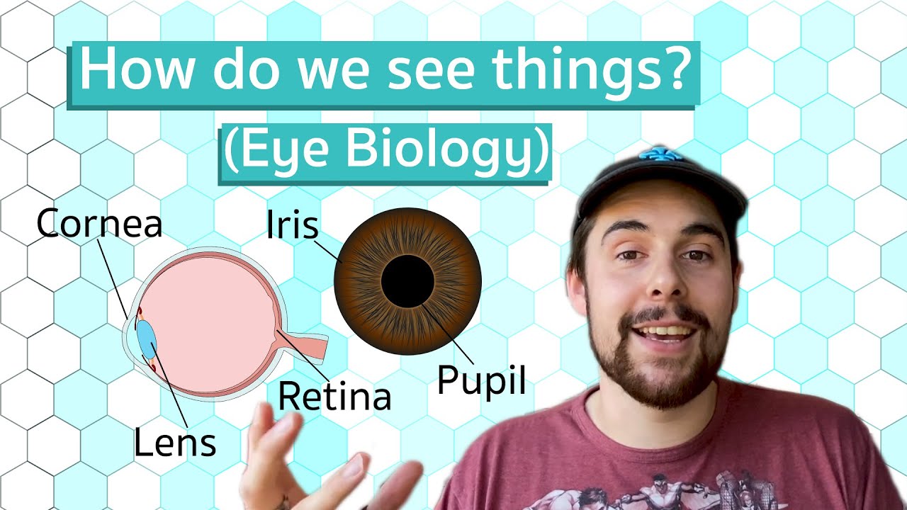 How do we see things? (The Biology of the Eye) - YouTube